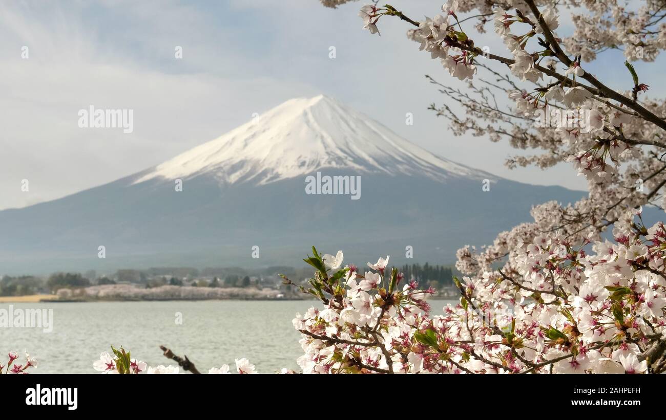 Mt fuji cherry blossoms hi-res stock photography and images - Alamy