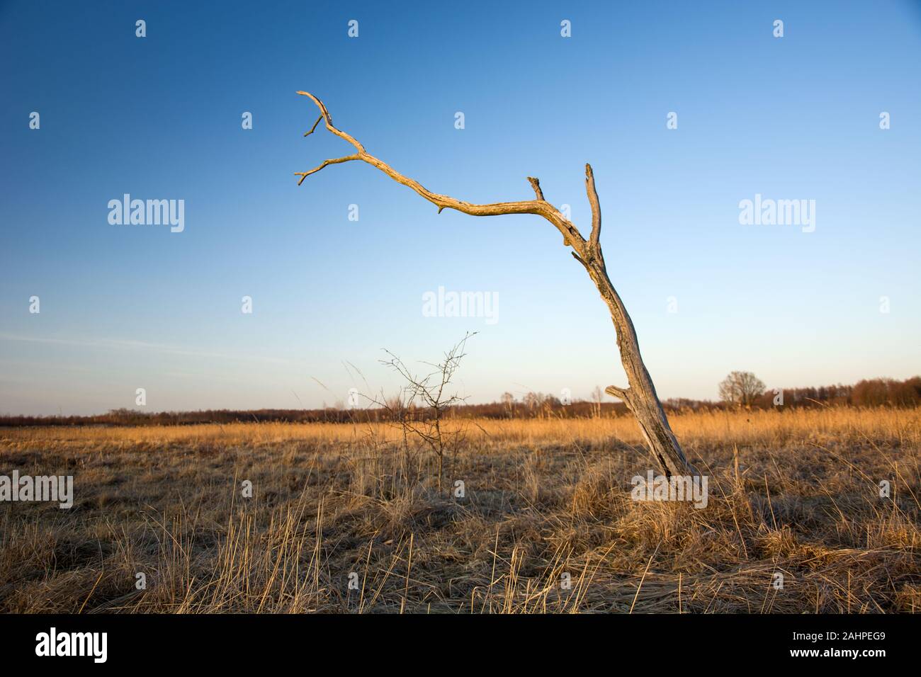 Old dead tree trunk hi-res stock photography and images - Alamy