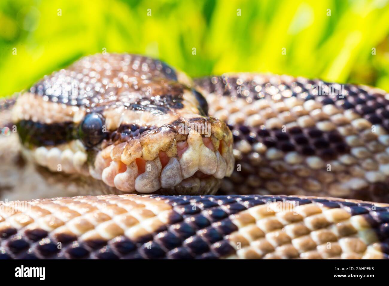 Pet Ball Python exploring the backyard Stock Photo - Alamy Pet Ball Python exploring the backyard Stock Photo - Alamy