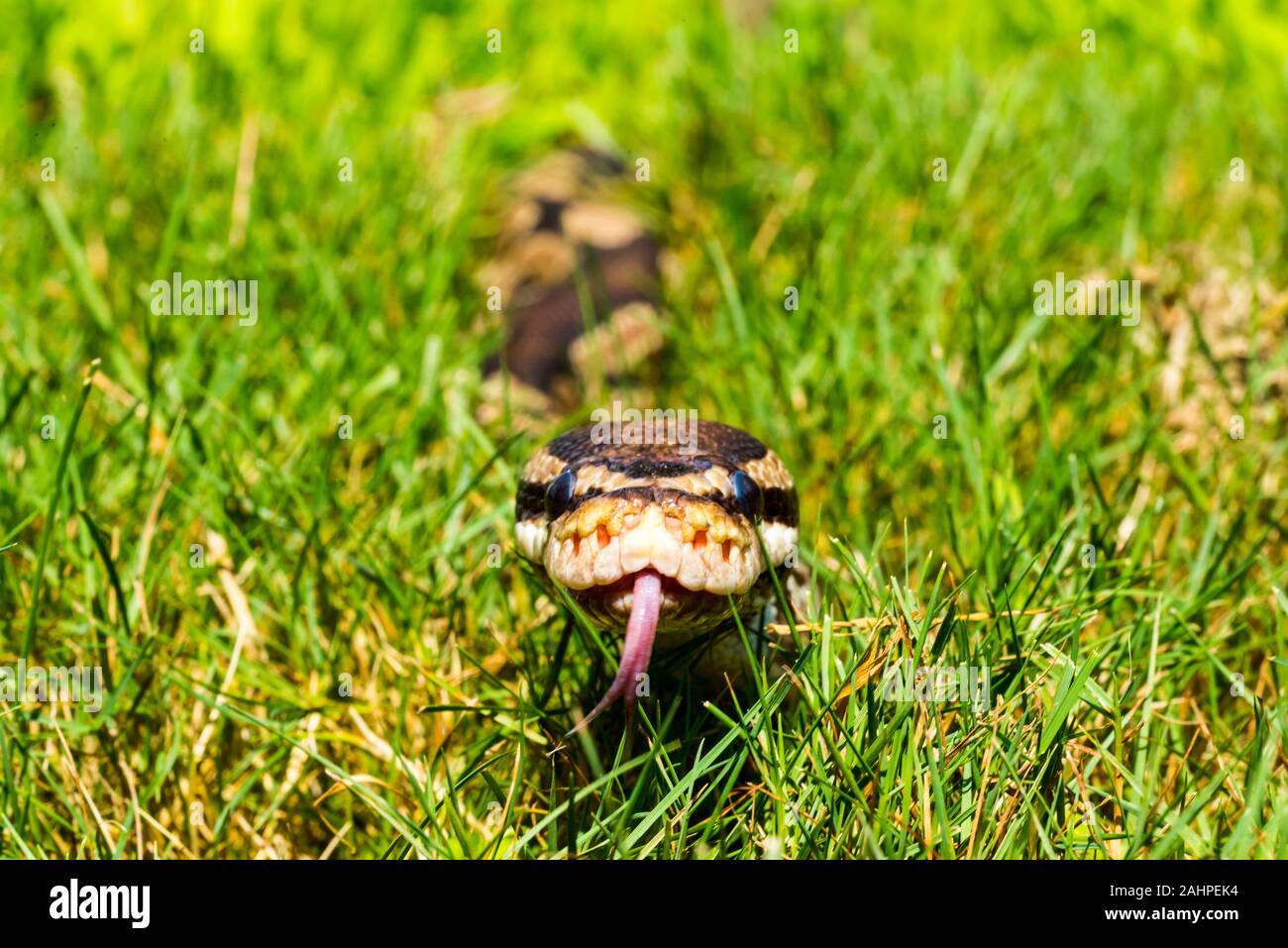 Pet Ball Python exploring the backyard Stock Photo - Alamy Pet Ball Python exploring the backyard Stock Photo - Alamy