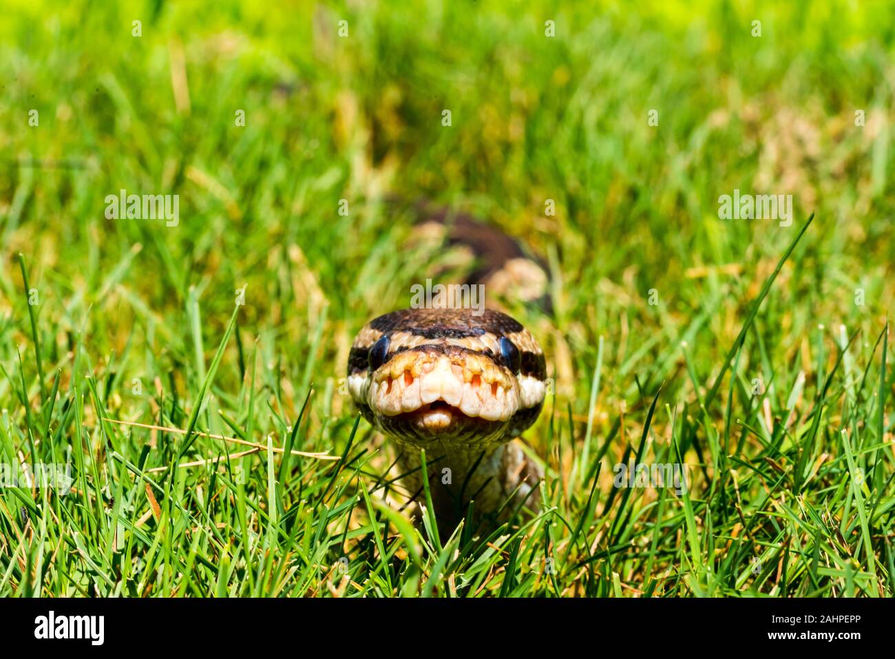 Pet Ball Python exploring the backyard Stock Photo - Alamy Pet Ball Python exploring the backyard Stock Photo - Alamy