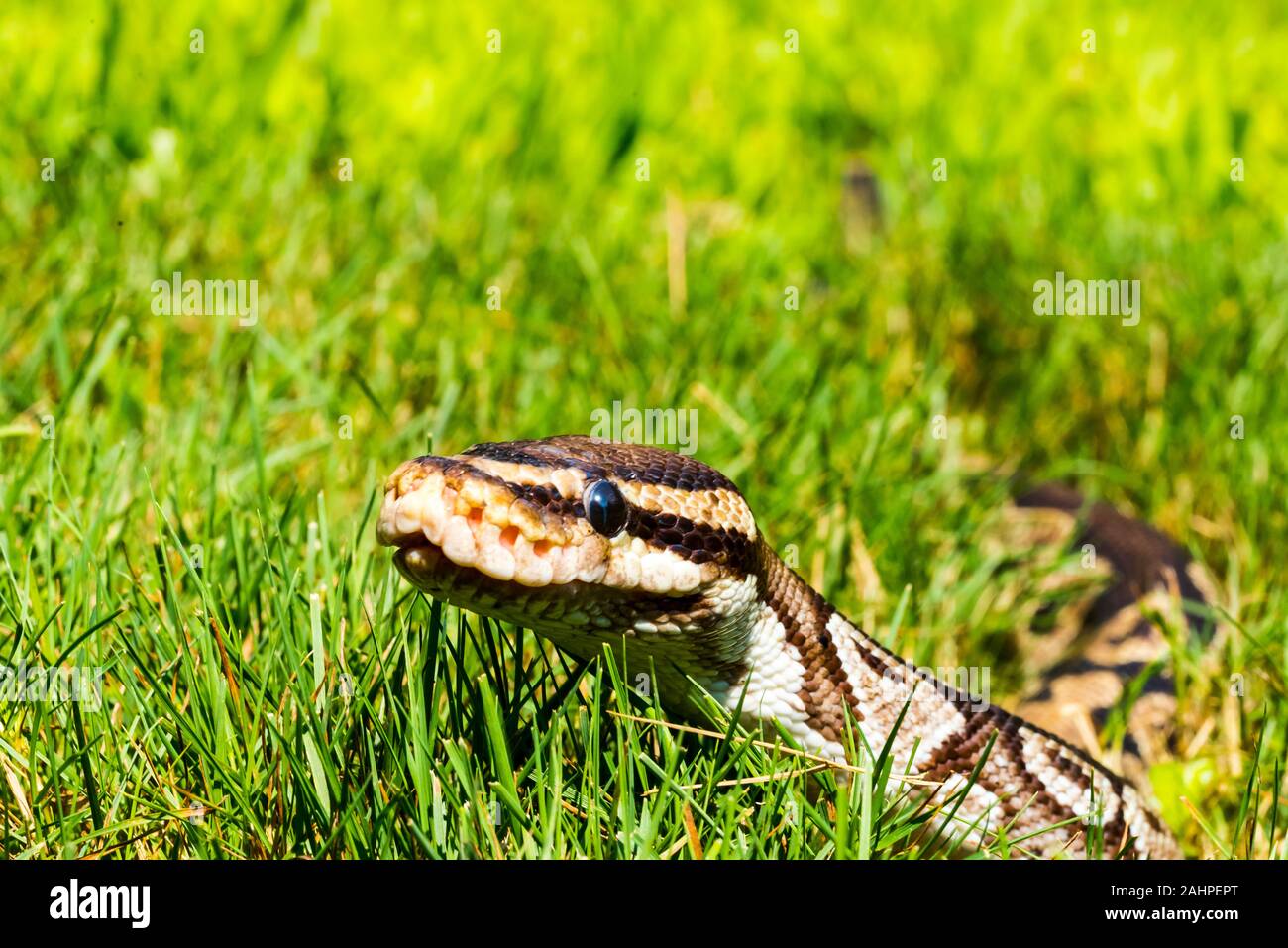 Pet Ball Python exploring the backyard Stock Photo - Alamy Pet Ball Python exploring the backyard Stock Photo - Alamy