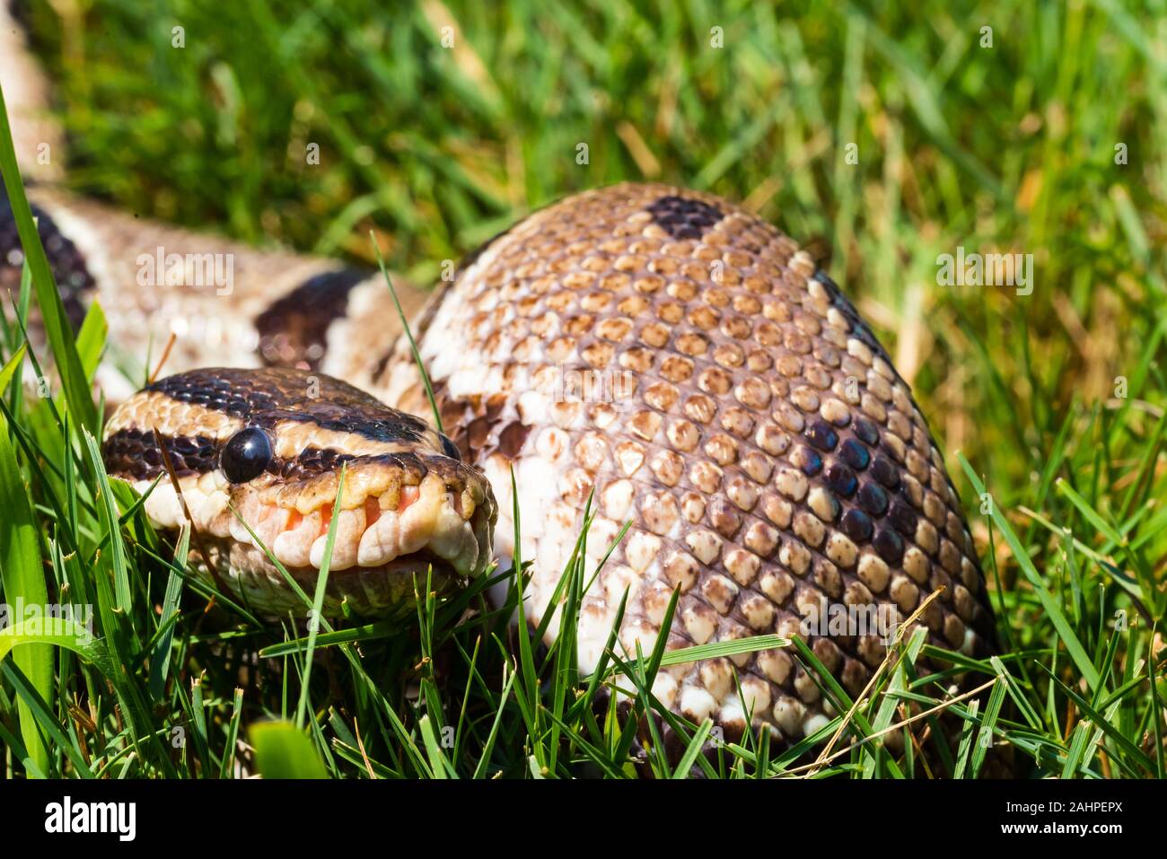 Pet Ball Python exploring the backyard Stock Photo - Alamy Pet Ball Python exploring the backyard Stock Photo - Alamy