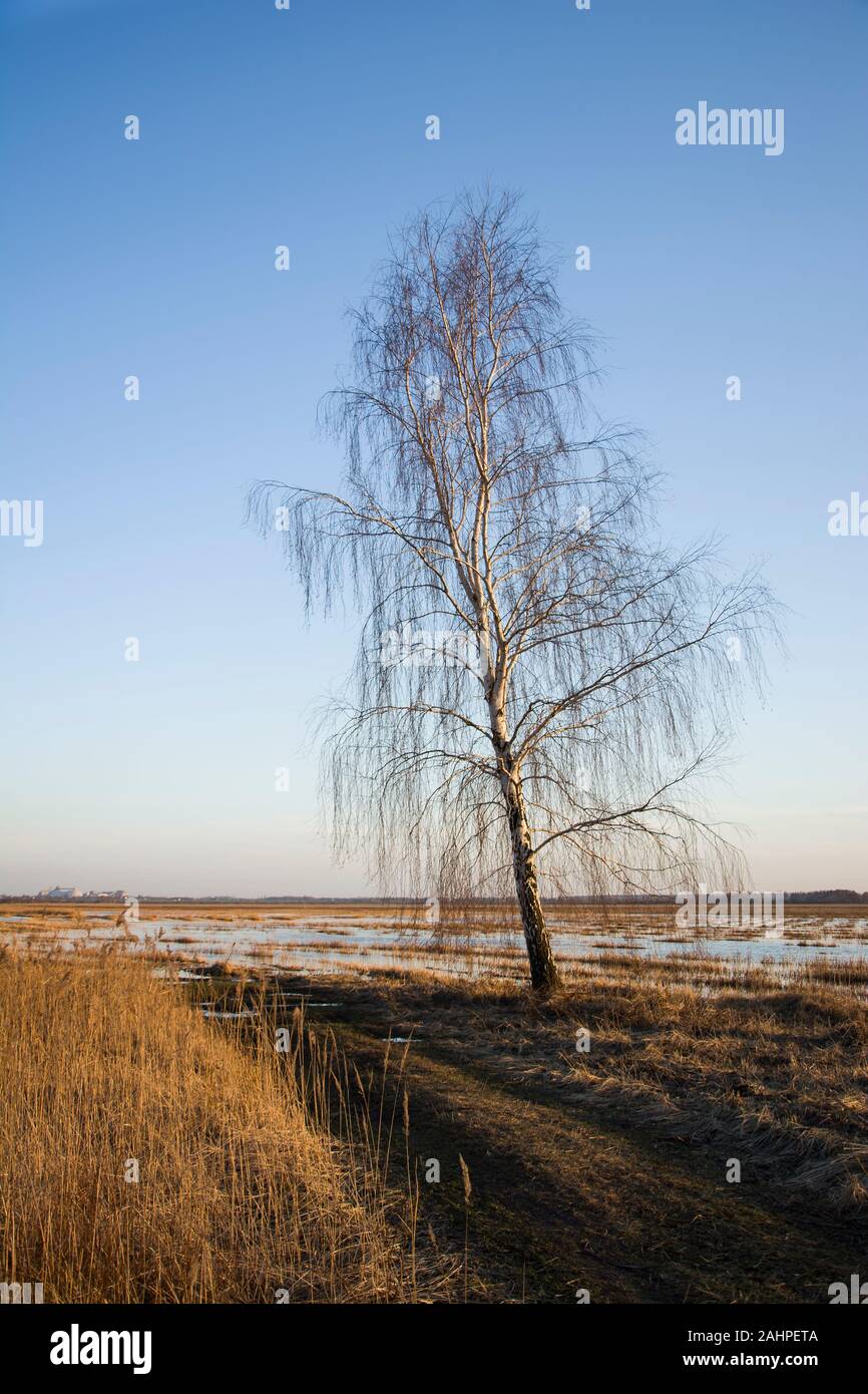 Tall birch tree on a meadow Stock Photo - Alamy