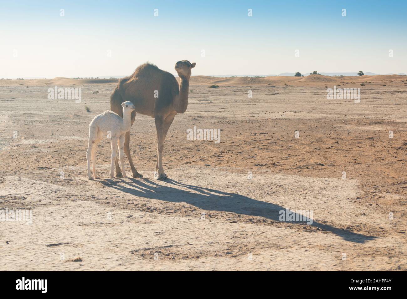 Mother and baby camel in Sahara desert, beautiful wildlife near oasis ...