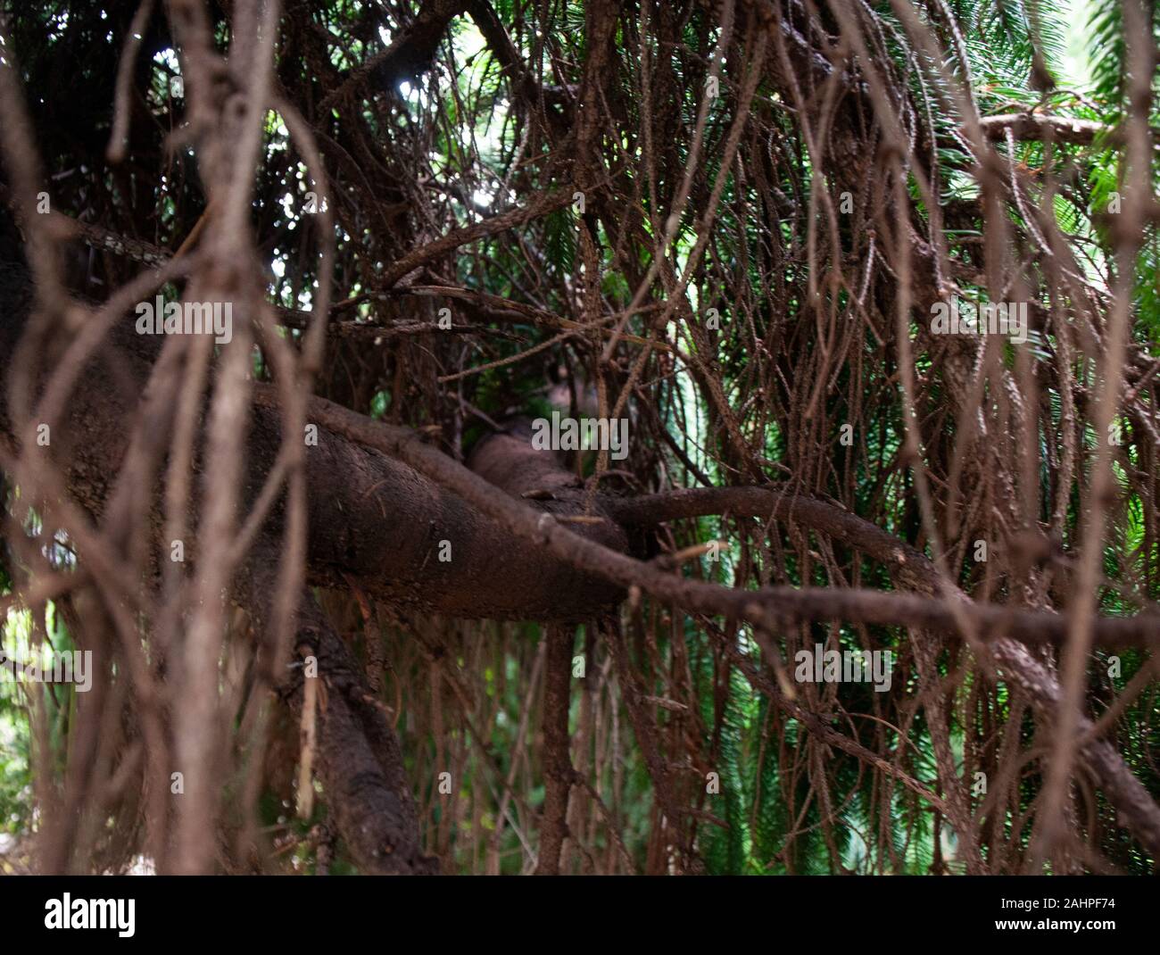 Leading Lines of an Evergreen Tree Stock Photo - Alamy