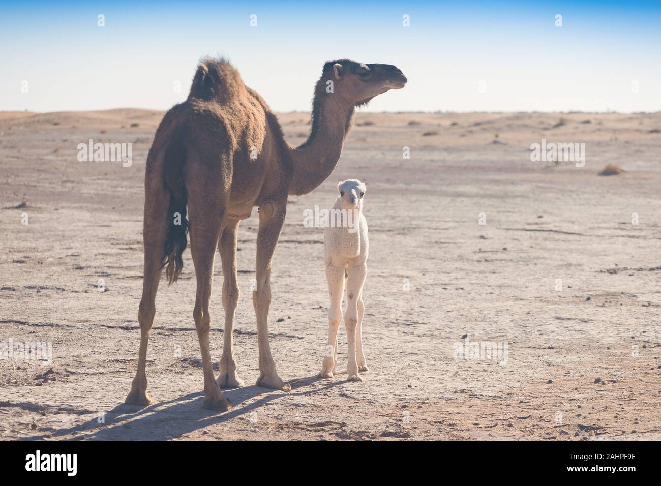 Mother and baby camel in Sahara desert, beautiful wildlife near oasis ...