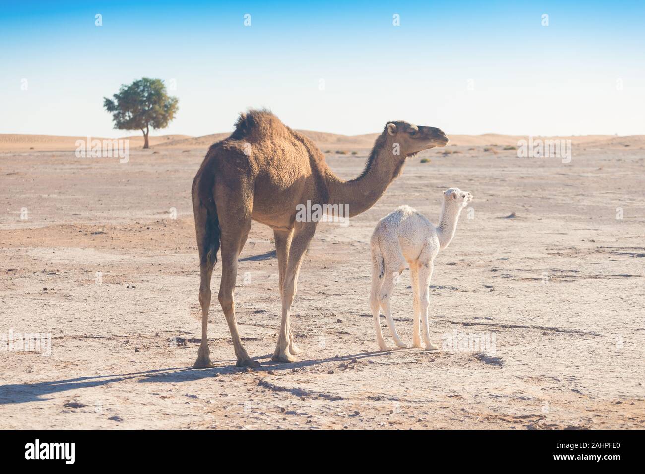 Mother and baby camel in Sahara desert, beautiful wildlife near oasis ...