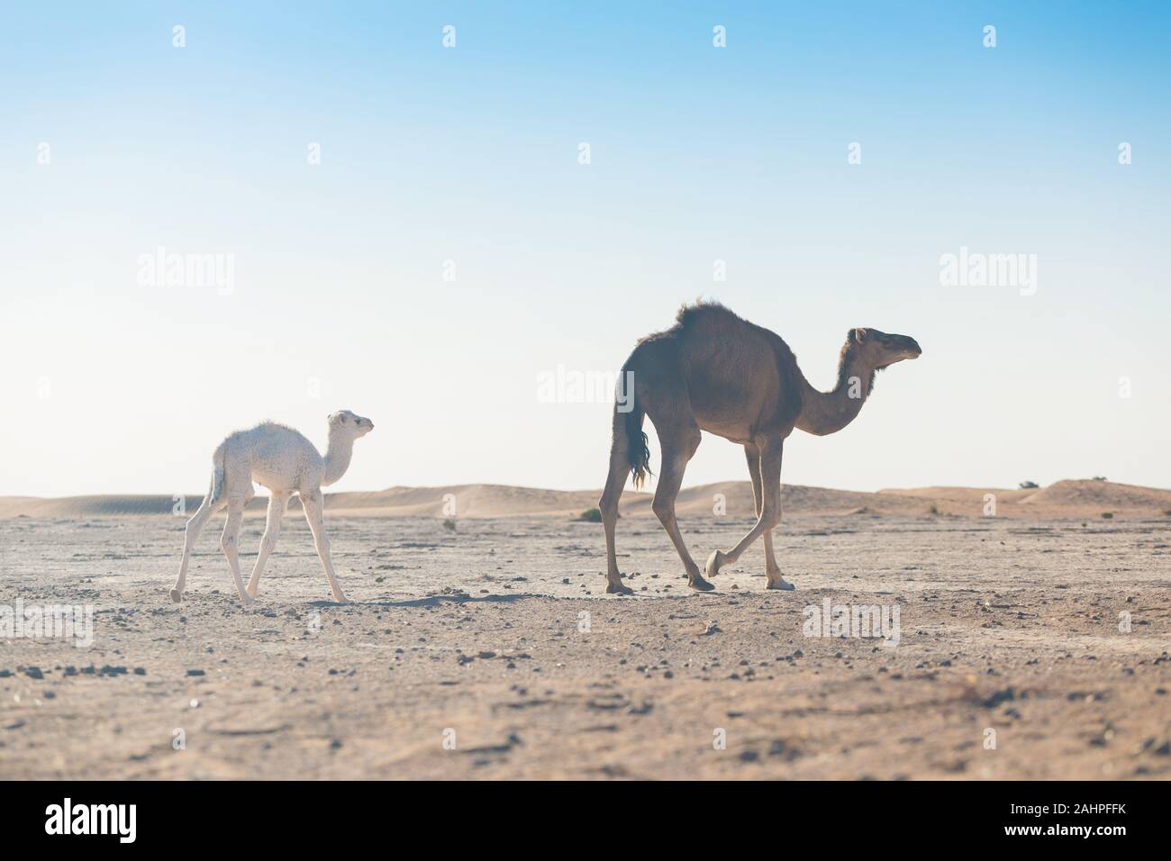 Mother and baby camel in Sahara desert, beautiful wildlife near oasis ...