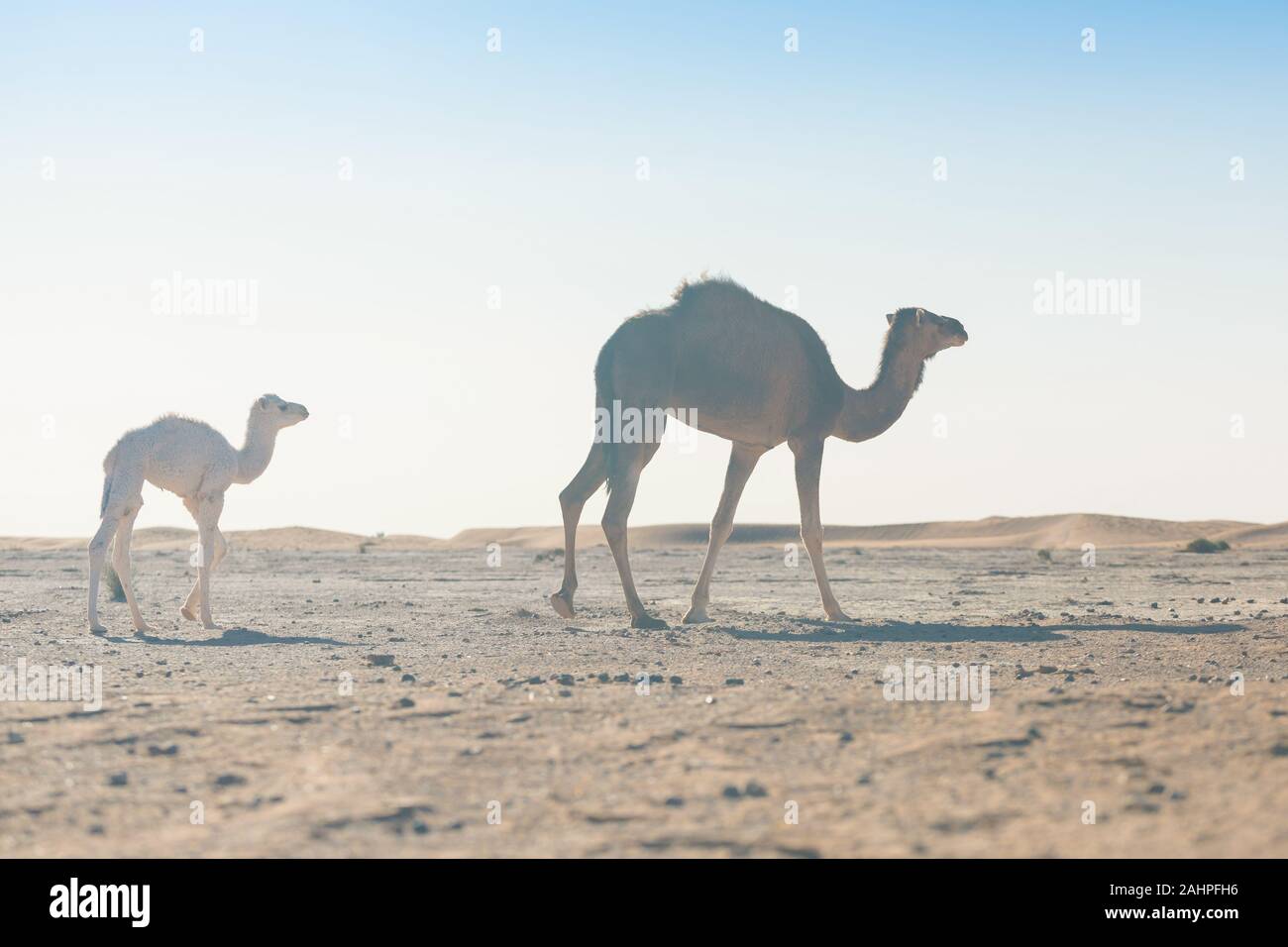 Mother and baby camel in Sahara desert, beautiful wildlife near oasis ...