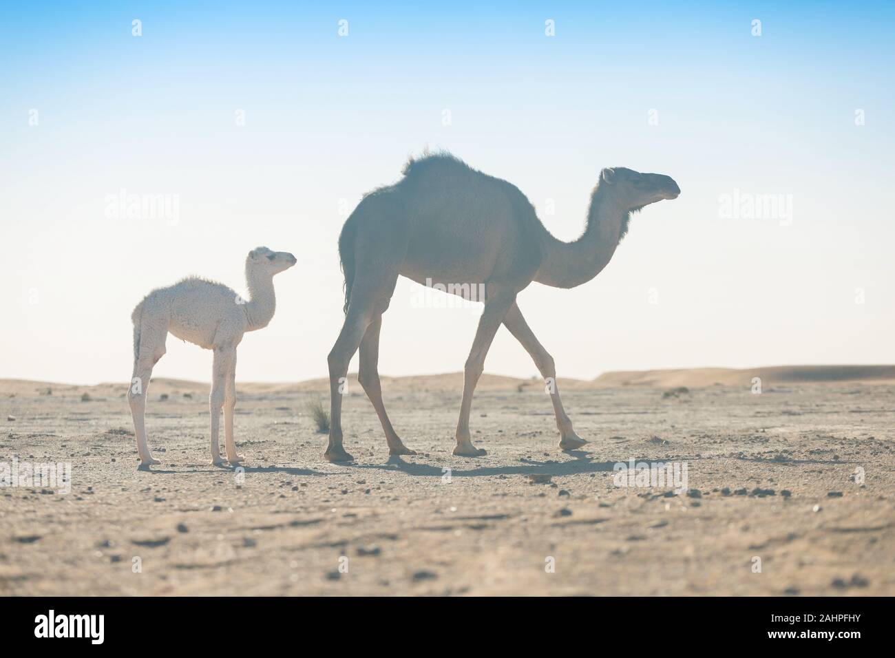 Mother and baby camel in Sahara desert, beautiful wildlife near oasis ...