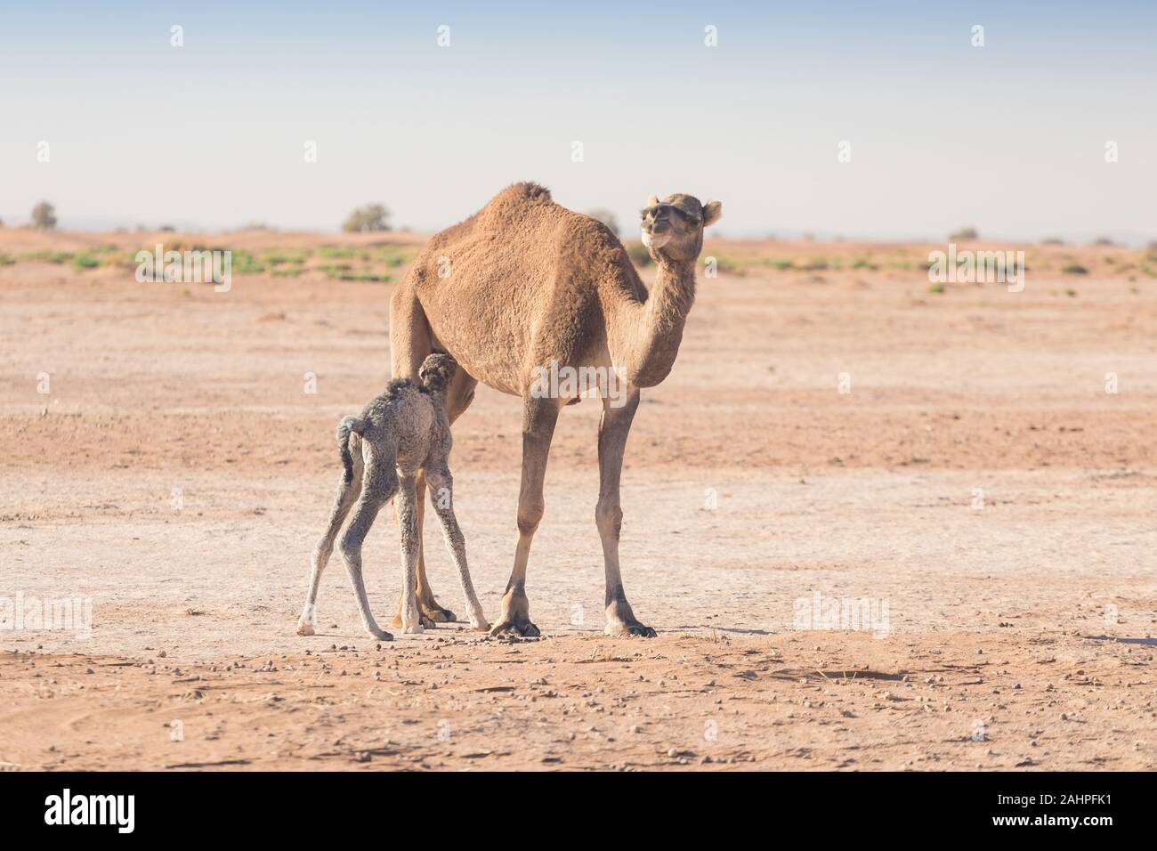 Mother and baby camel in Sahara desert, beautiful wildlife near oasis ...