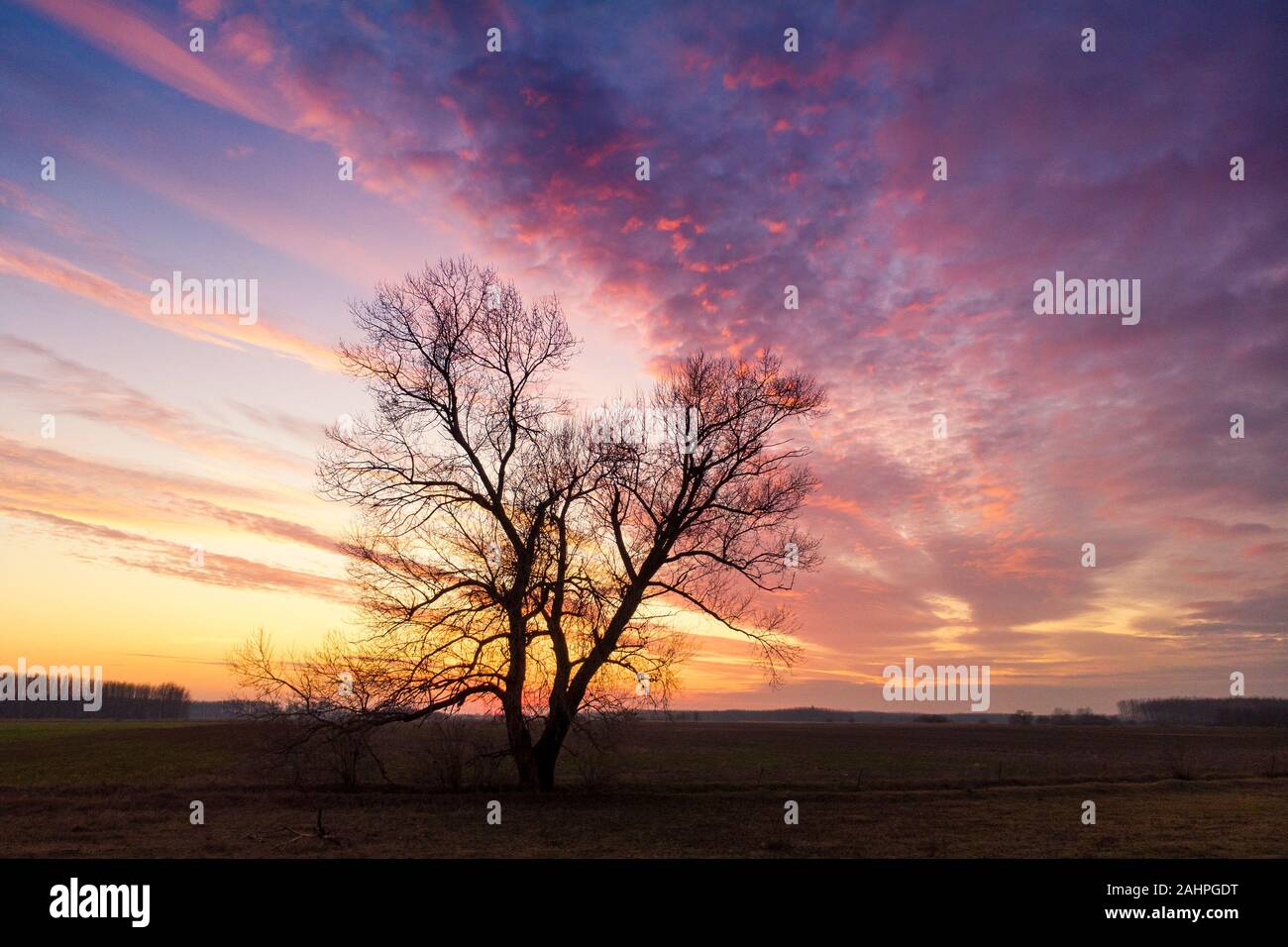 Alone tree hi-res stock photography and images - Alamy