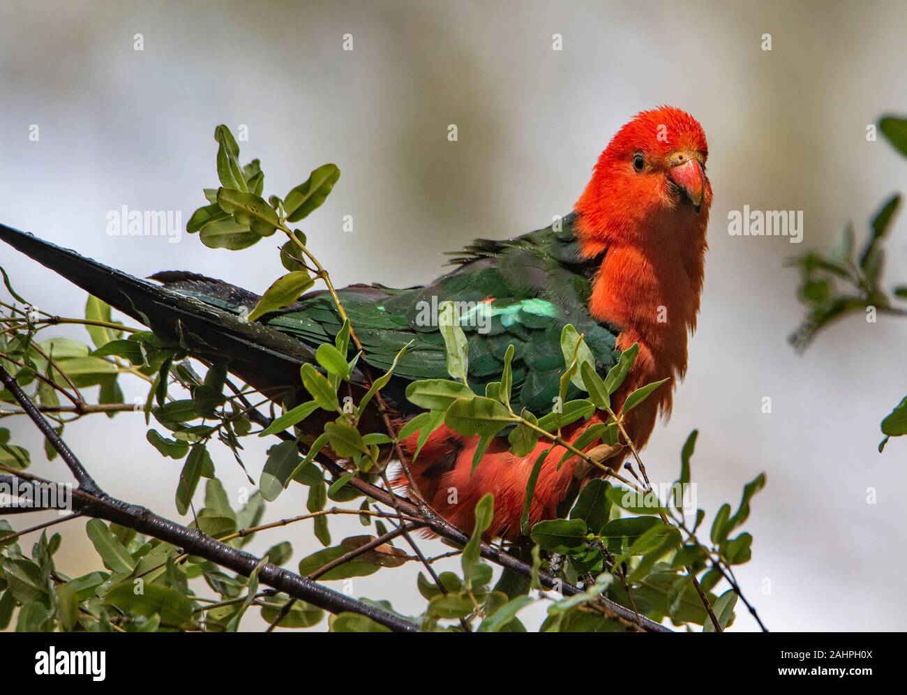 Australian King Parrot, Alisterus scapularis Stock Photo - Alamy