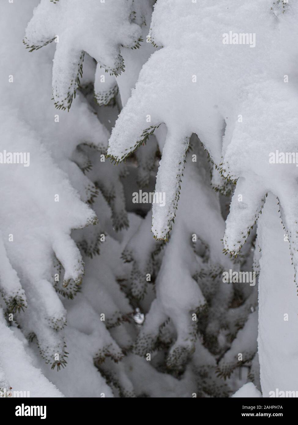 Balsam Fir with pine cones and snow Stock Photo - Alamy