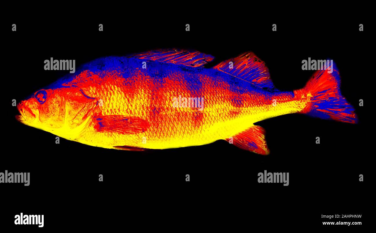 Fish perch close-up in scientific high-tech thermal imager on black ...