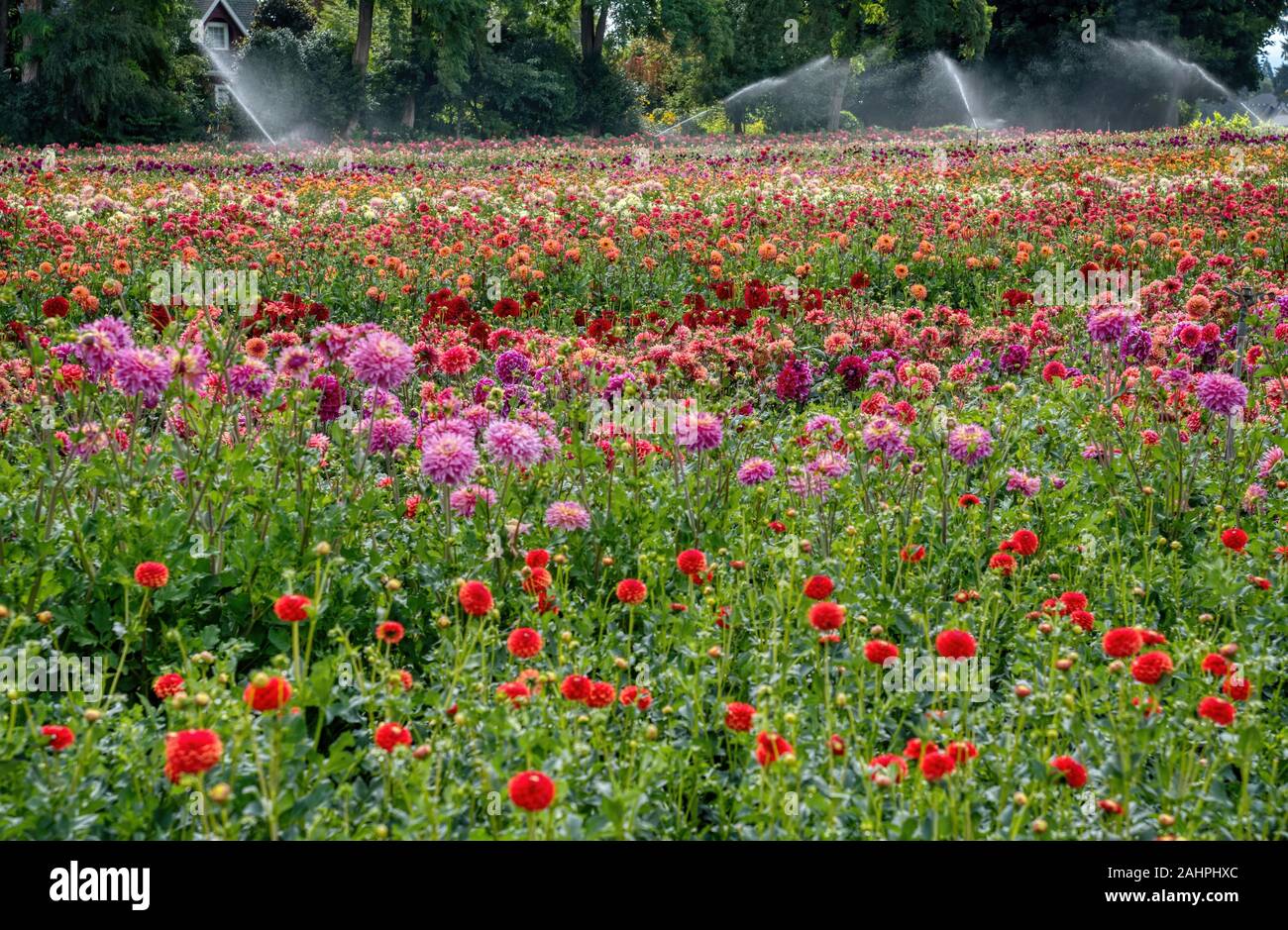 Dahlia from Swan Island Dahlias Farm during Dahlia Festival. Located in ...