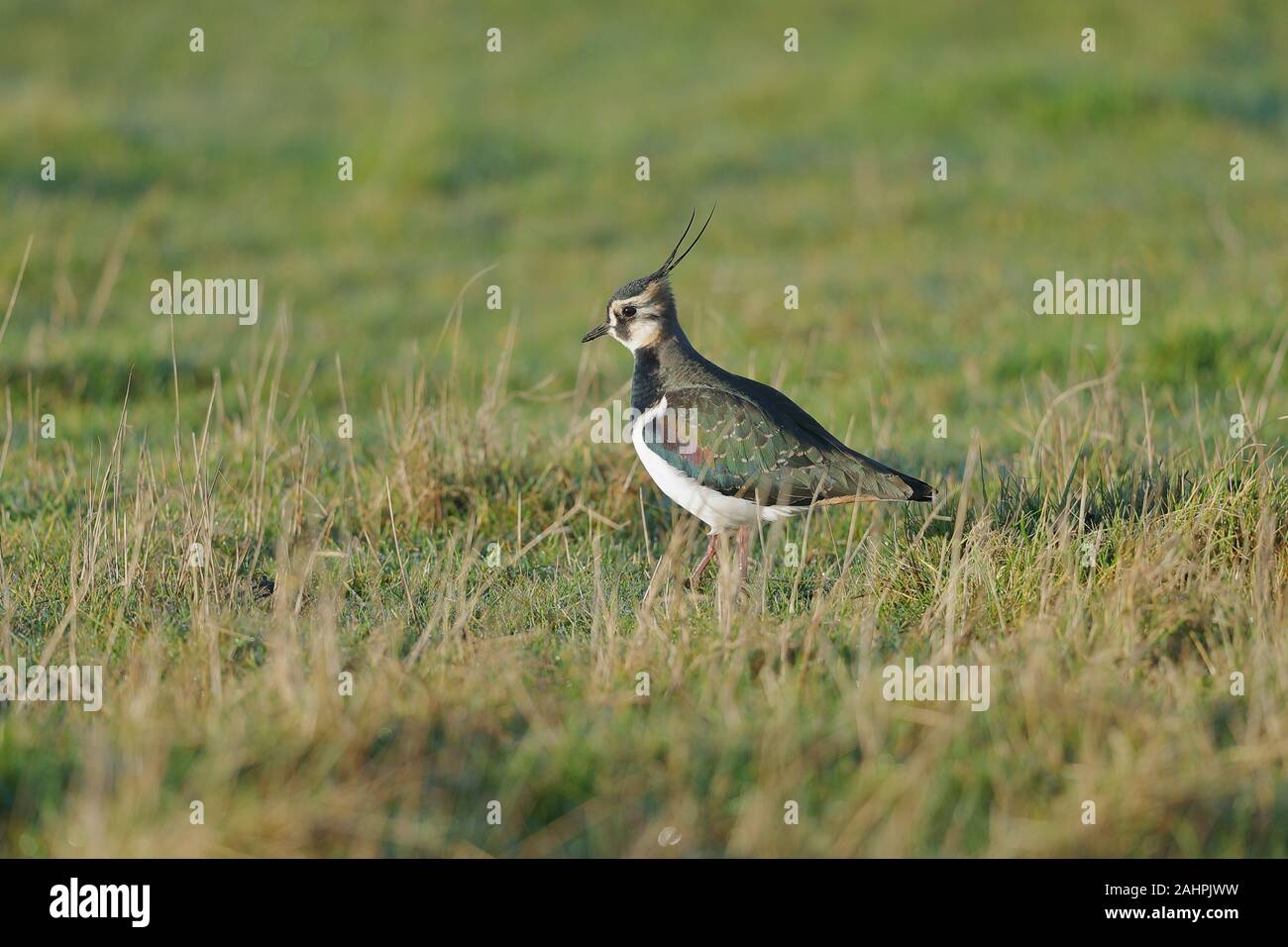 Tuit tuit hi-res stock photography and images - Alamy