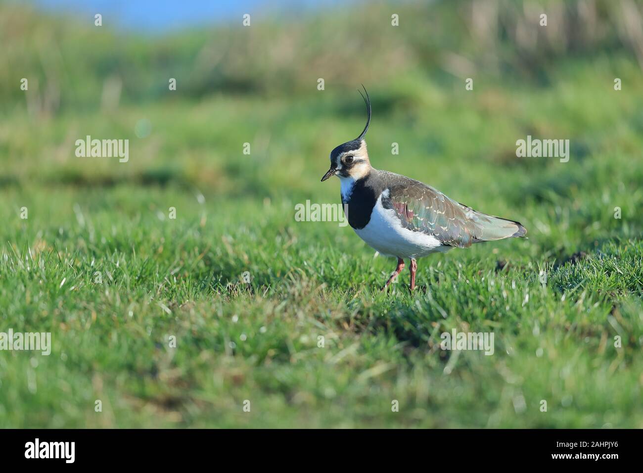 The northern lapwing, also known as the peewit or pewit, tuit or tew-it ...