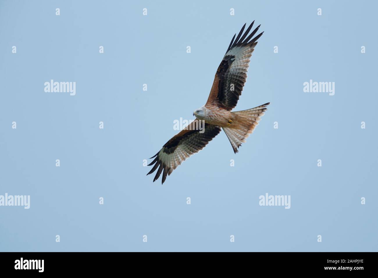 Buzzards scotland hi-res stock photography and images - Alamy
