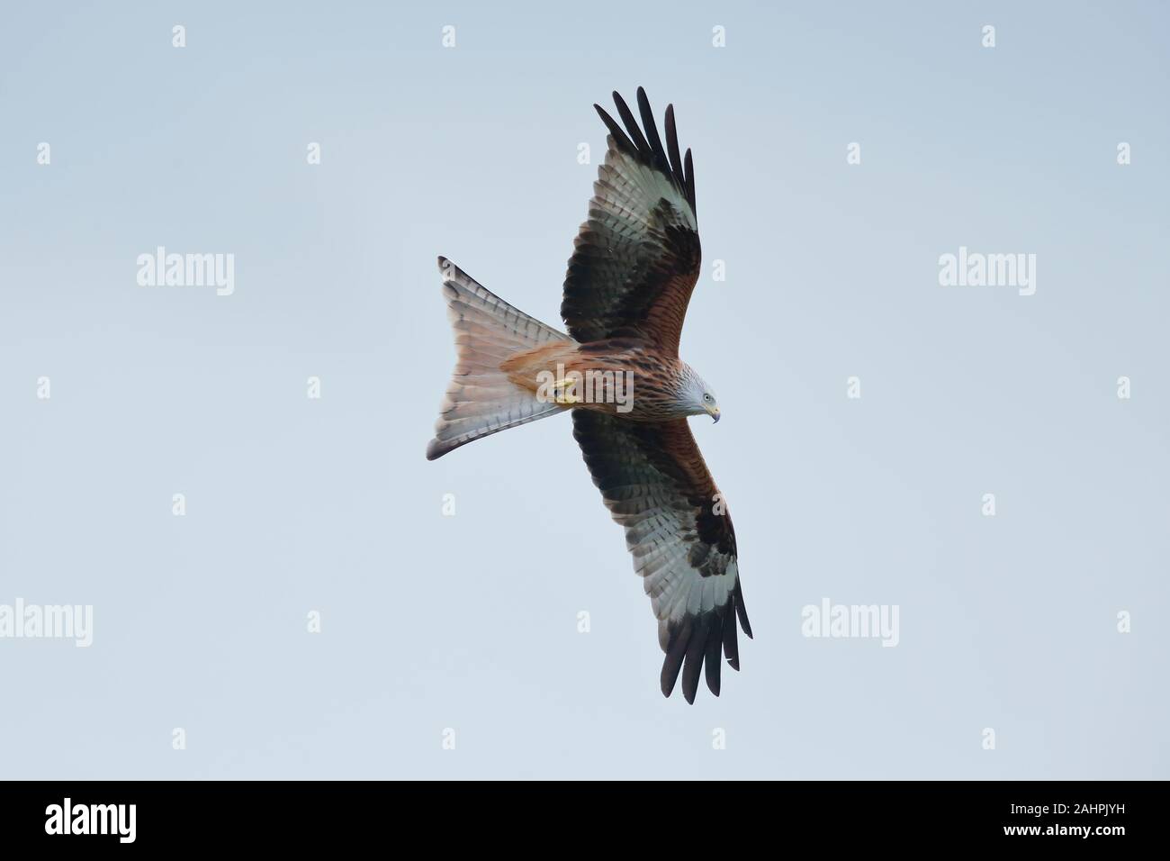 Buzzards scotland hi-res stock photography and images - Alamy