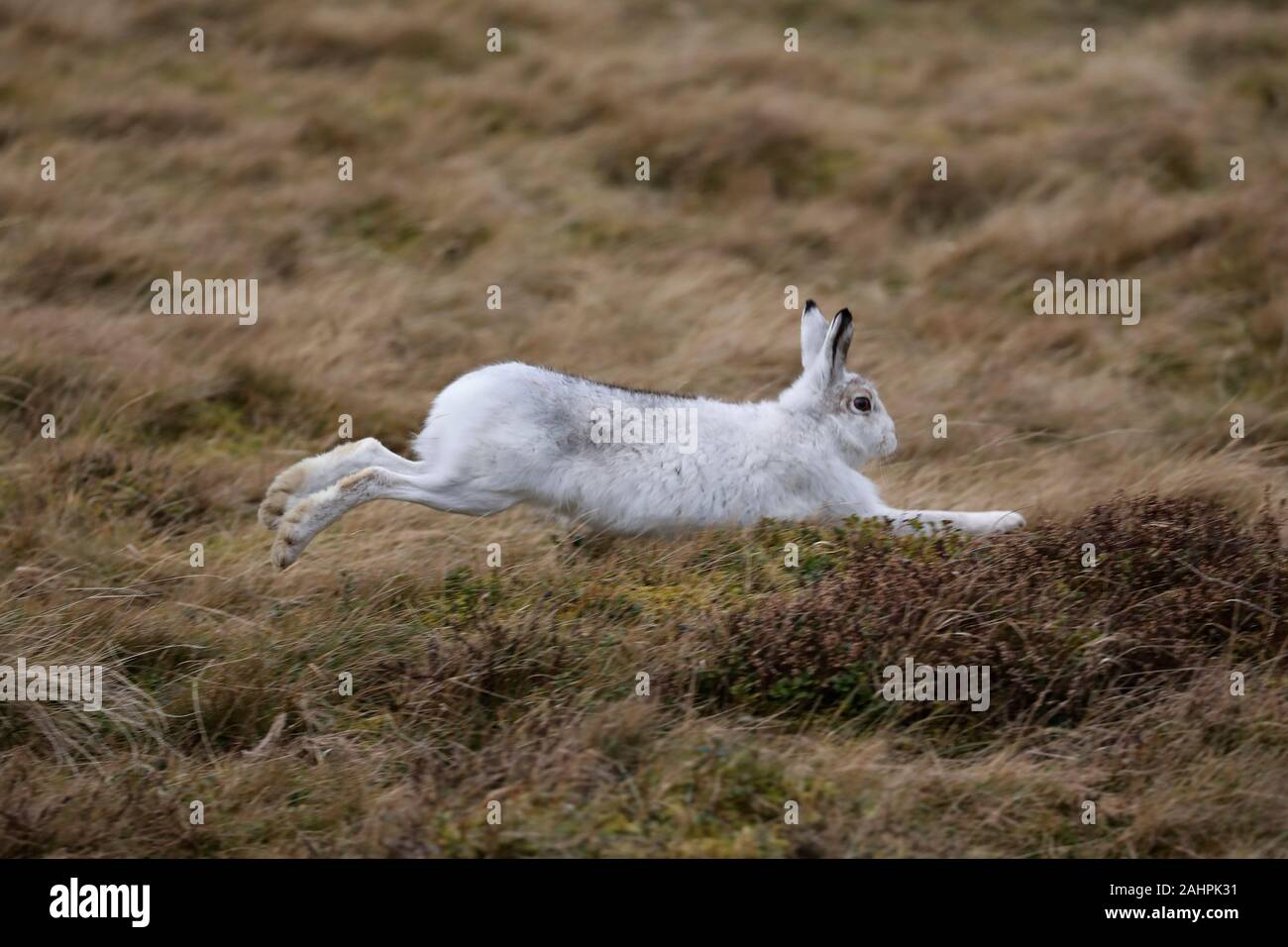 The mountain hare, also known as blue hare, tundra hare, variable hare ...