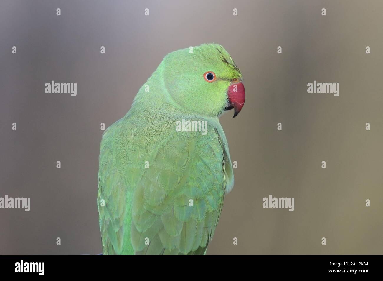 Psittacidae genus hi-res stock photography and images - Alamy