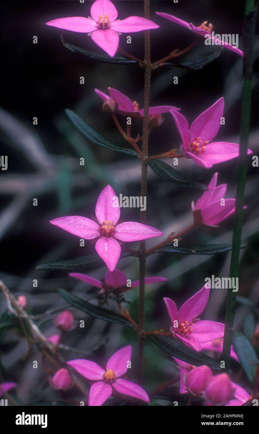 Boronia hi-res stock photography and images - Alamy
