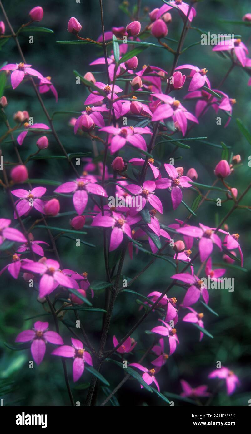 Boronia plant flowers hi-res stock photography and images - Alamy