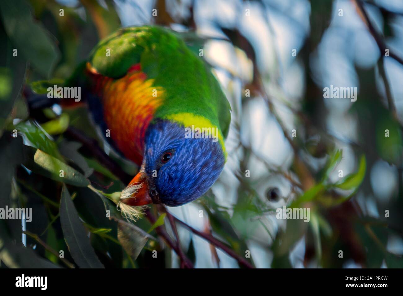 Native gum tree hi-res stock photography and images - Alamy