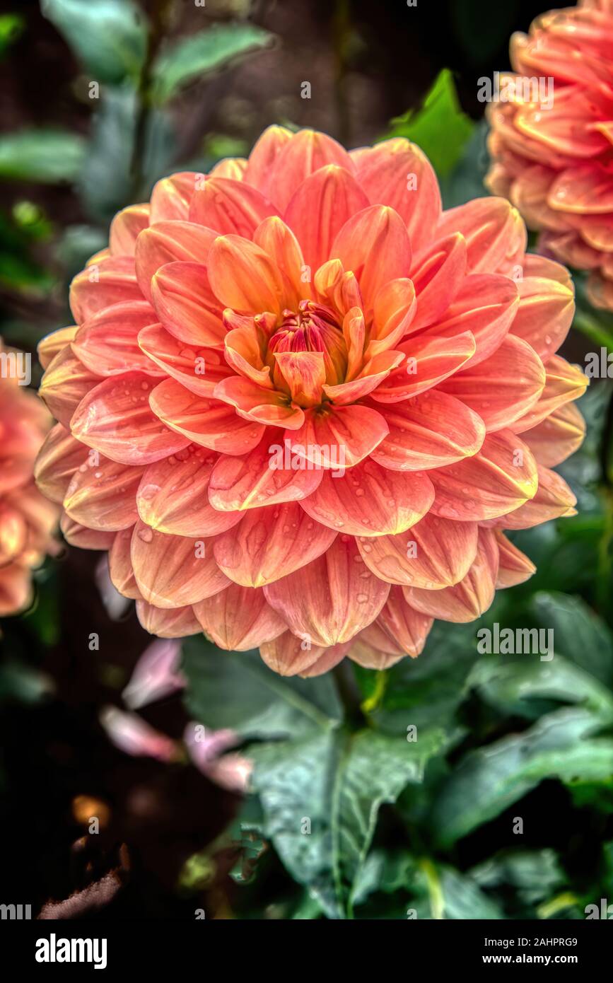 Dahlia from Swan Island Dahlias Farm during Dahlia Festival. Located in ...