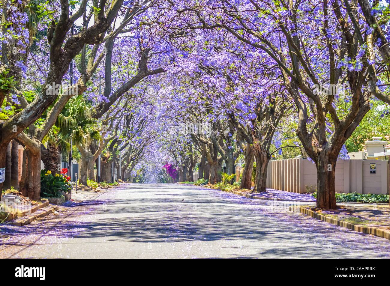 Purple blue Jacaranda mimosifolia bloom in Johannesburg street during ...