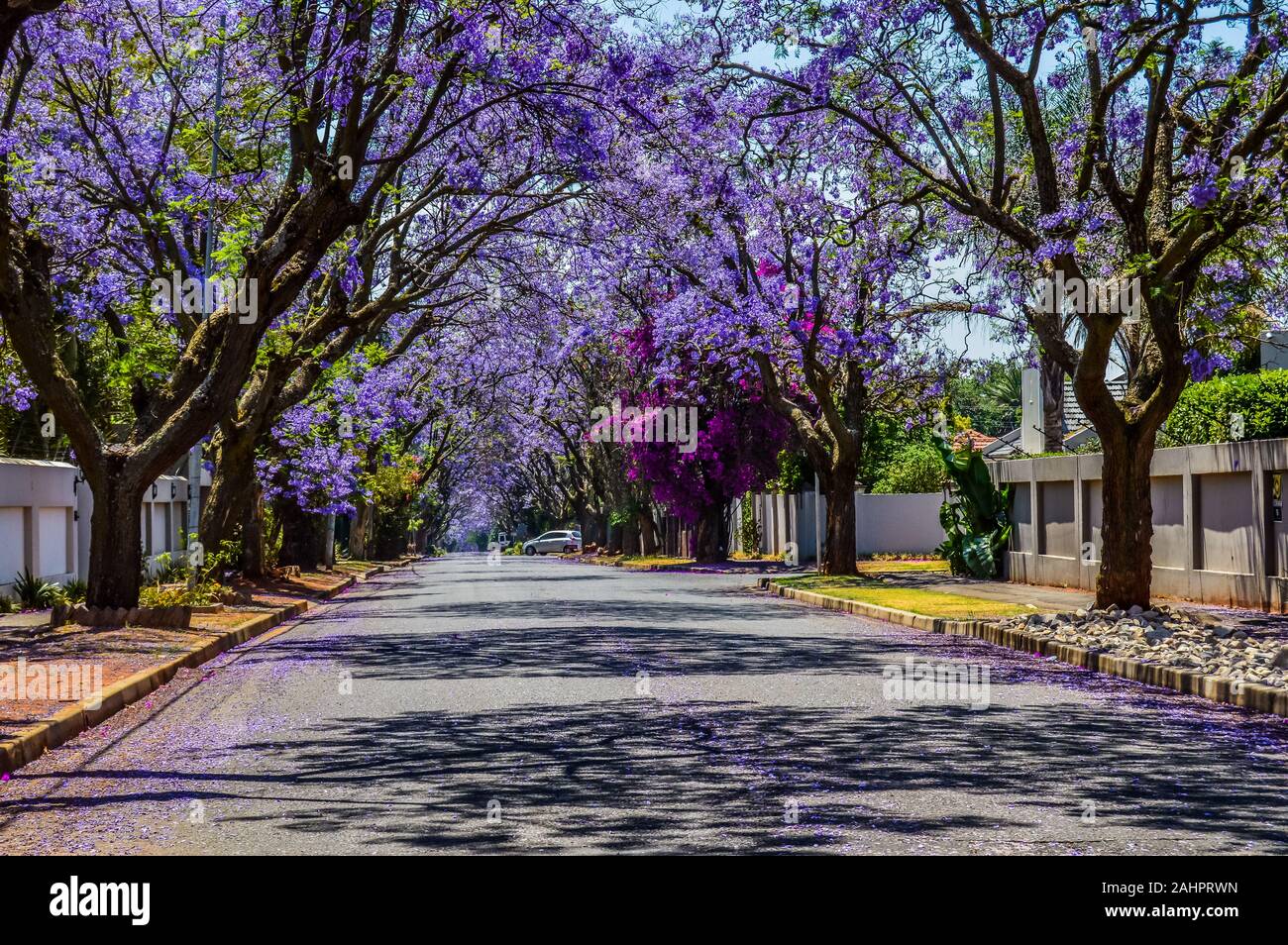 Purple blue Jacaranda mimosifolia bloom in Johannesburg street during ...