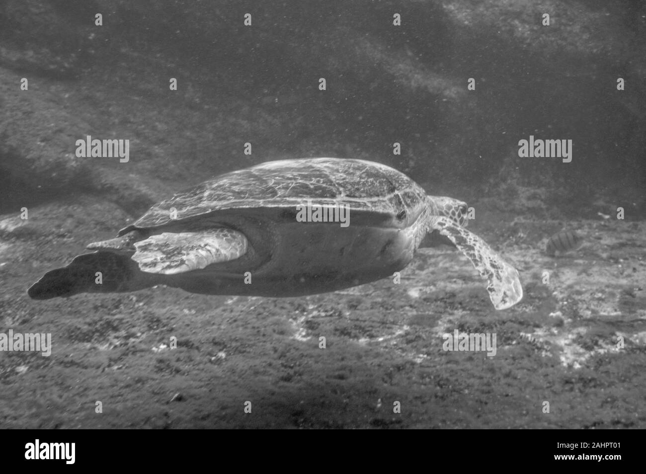 Underwater life sea turtle swimming Black and White Stock Photos ...