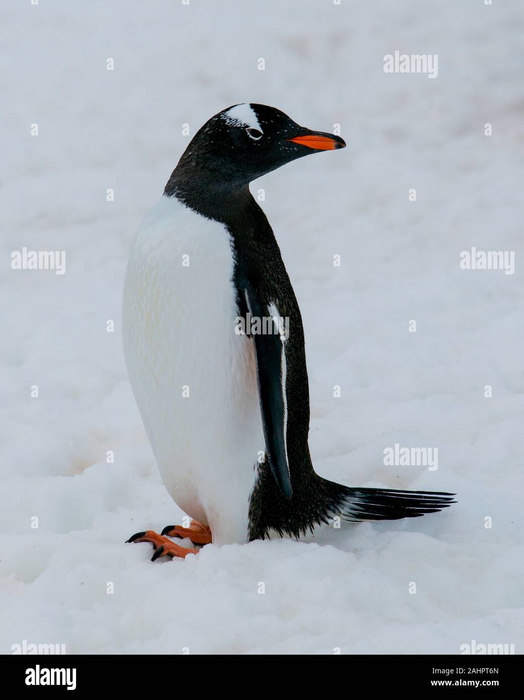 Standing penguins hi-res stock photography and images - Alamy