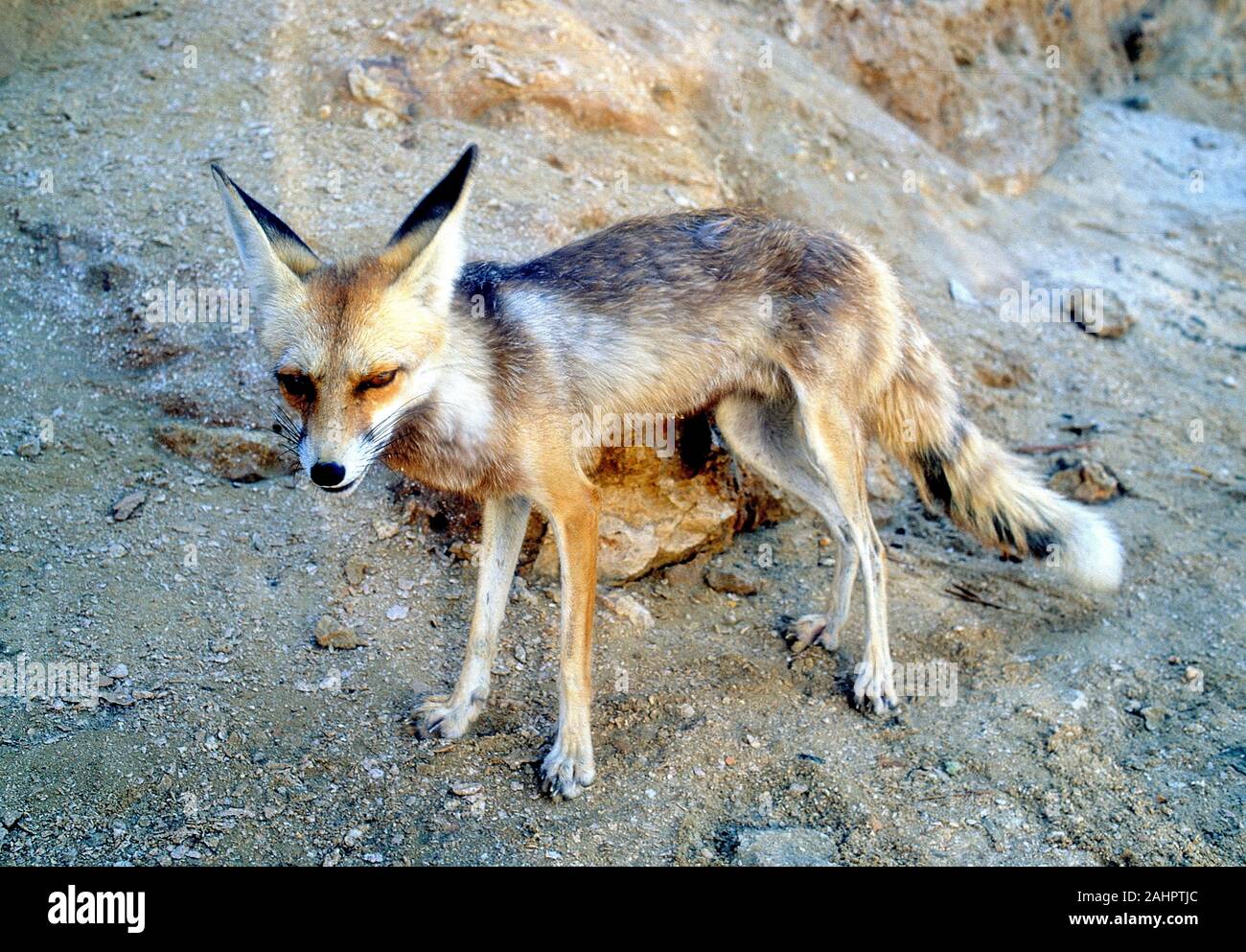 Arabian Fox High Resolution Stock Photography and Images - Alamy