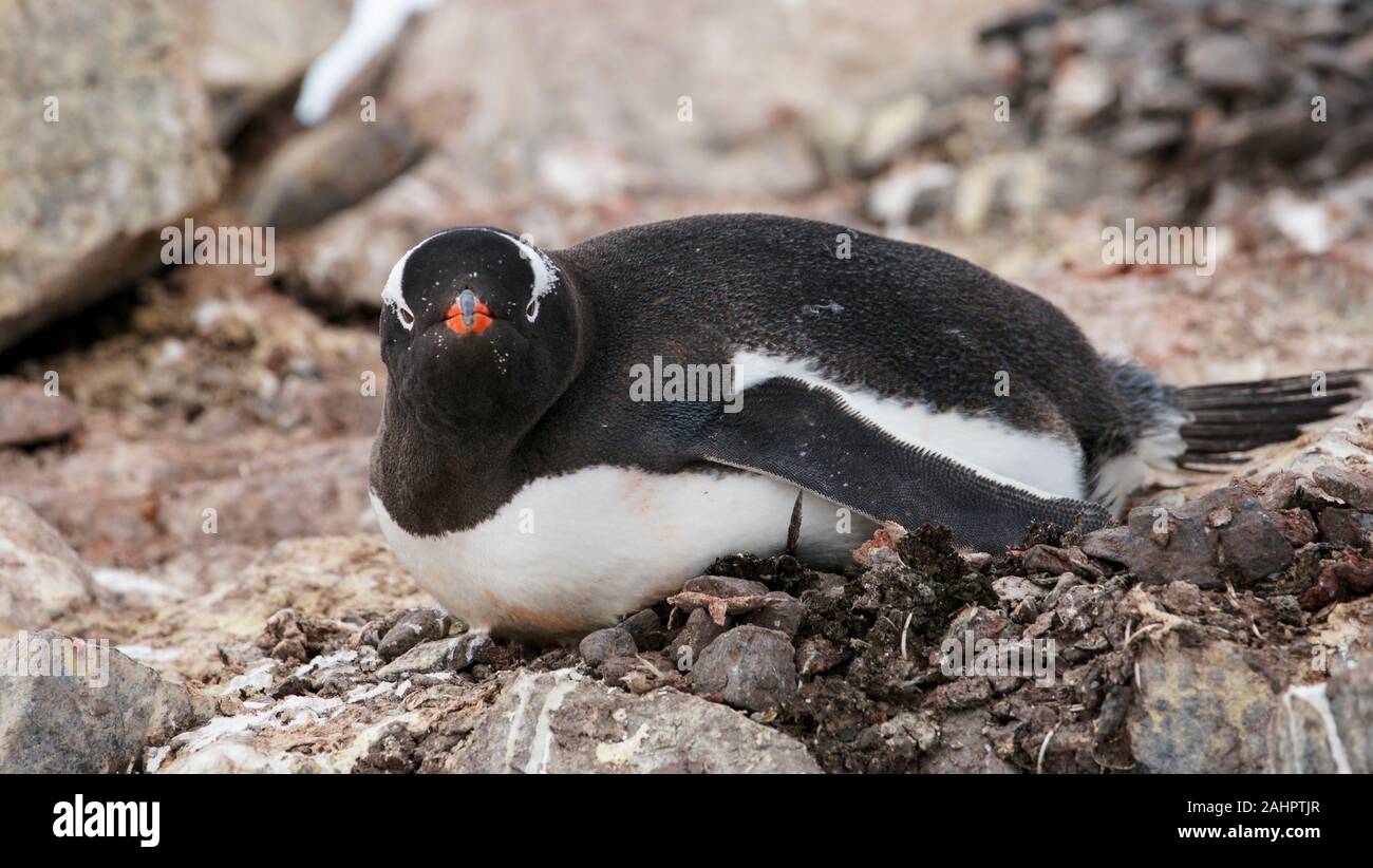 Penguins stones hi-res stock photography and images - Alamy