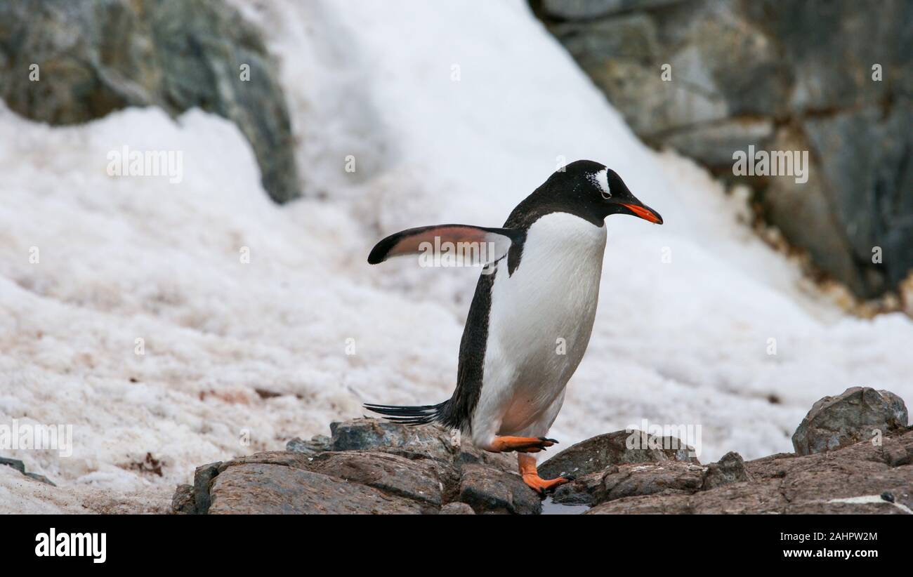 Penguin walking funny hi-res stock photography and images - Alamy