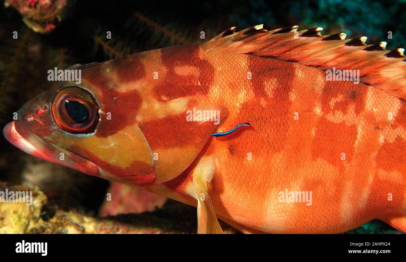 Simultaneous High Resolution Stock Photography and Images - Alamy