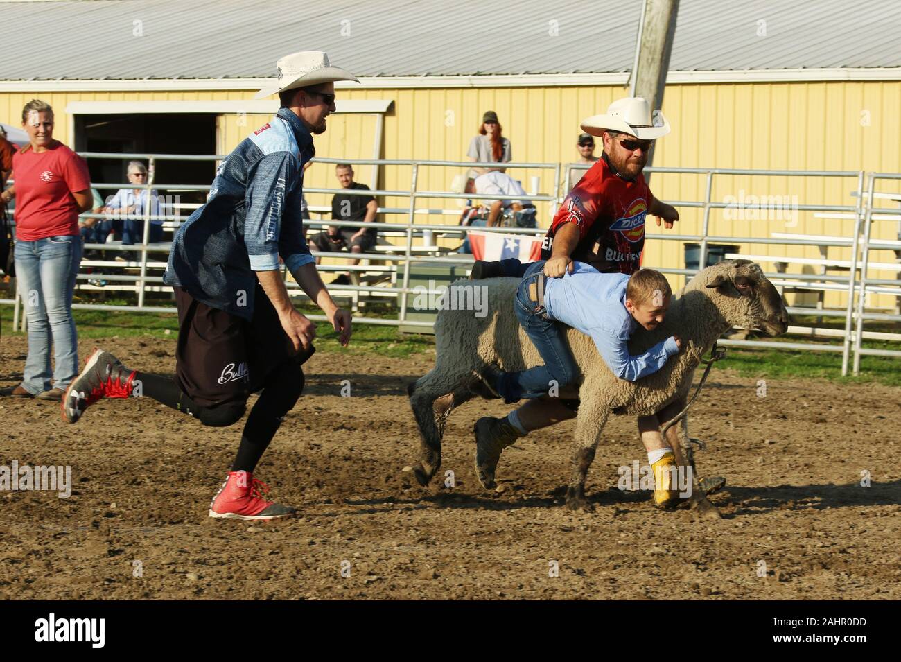 Mutton Bustin. Kids riding sheep as a rodeo fun event. The young boy ...