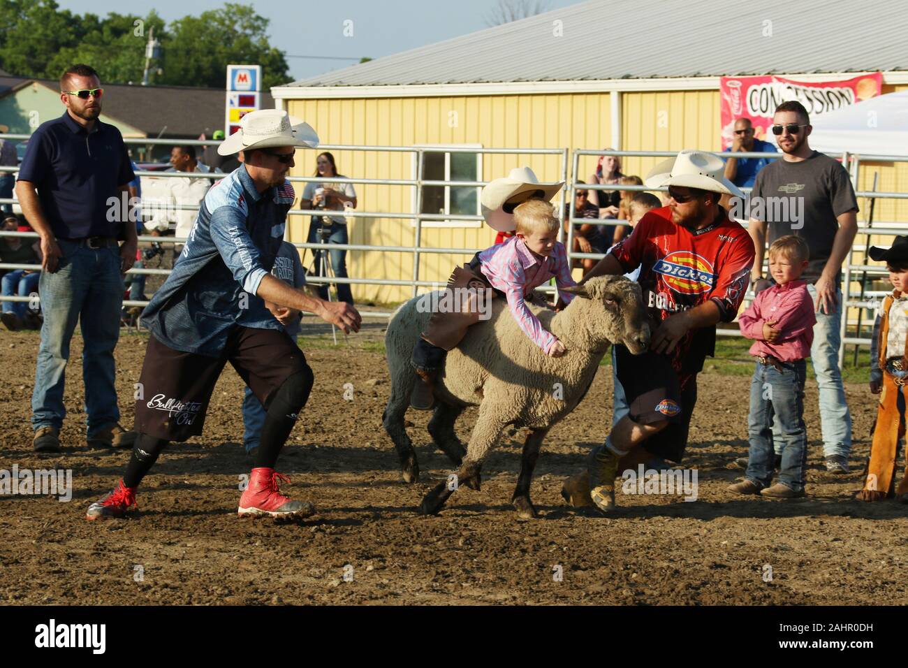 Mutton Bustin. Kids riding sheep as a rodeo fun event. Young boy takes ...