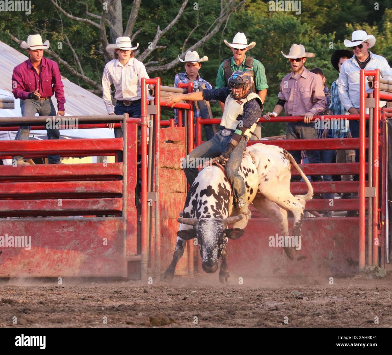 Bull Riding. Small town weekly Bull Riding as a sport. Fox Hollow Rodeo ...