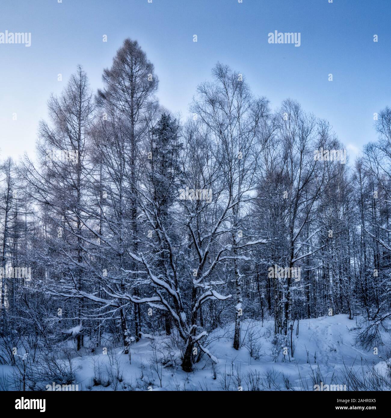 Chinas snowy beauty hi-res stock photography and images - Alamy