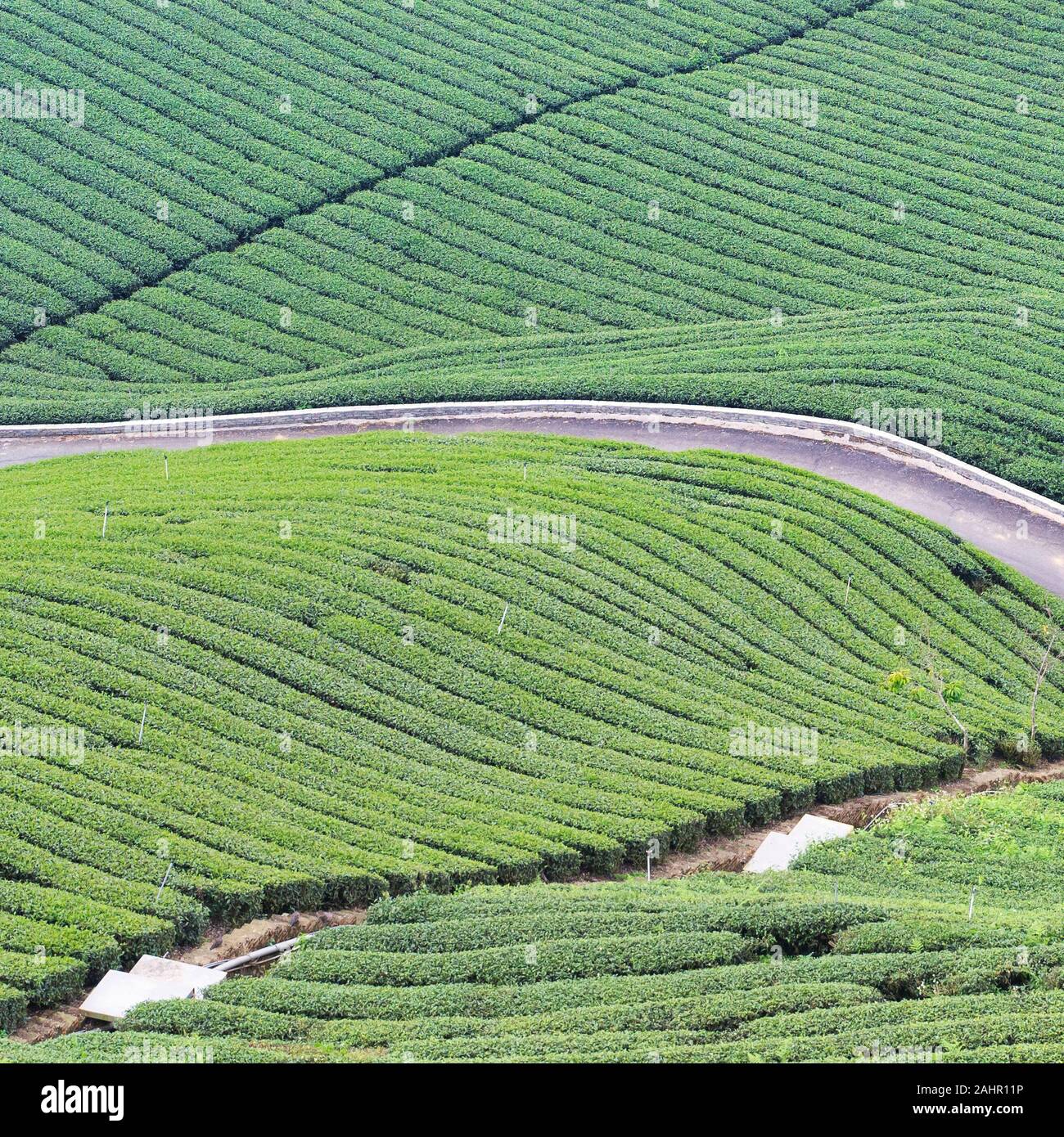 Beautiful green tea crop garden rows scene with blue sky and cloud ...