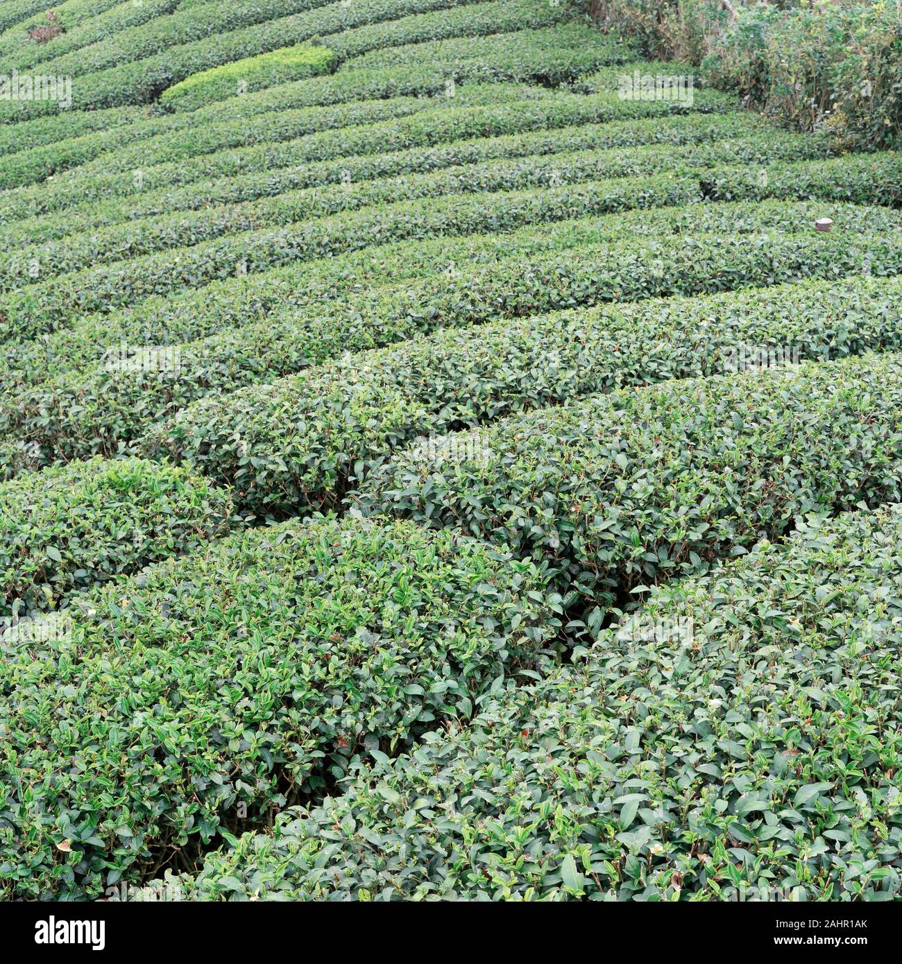 Beautiful green tea crop garden rows scene with blue sky and cloud ...
