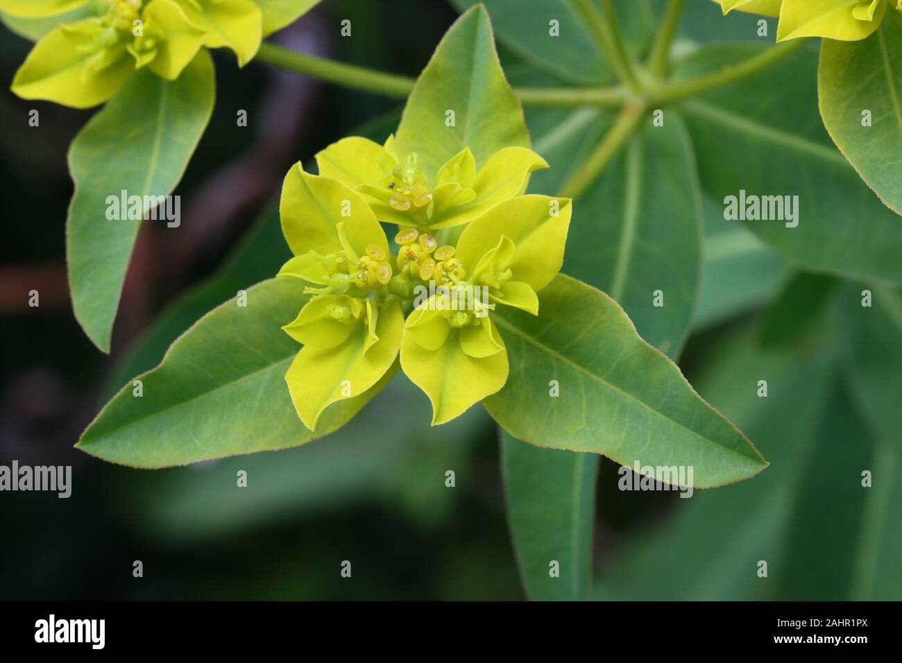 Euphorbia is a very large and diverse genus of flowering plants ...