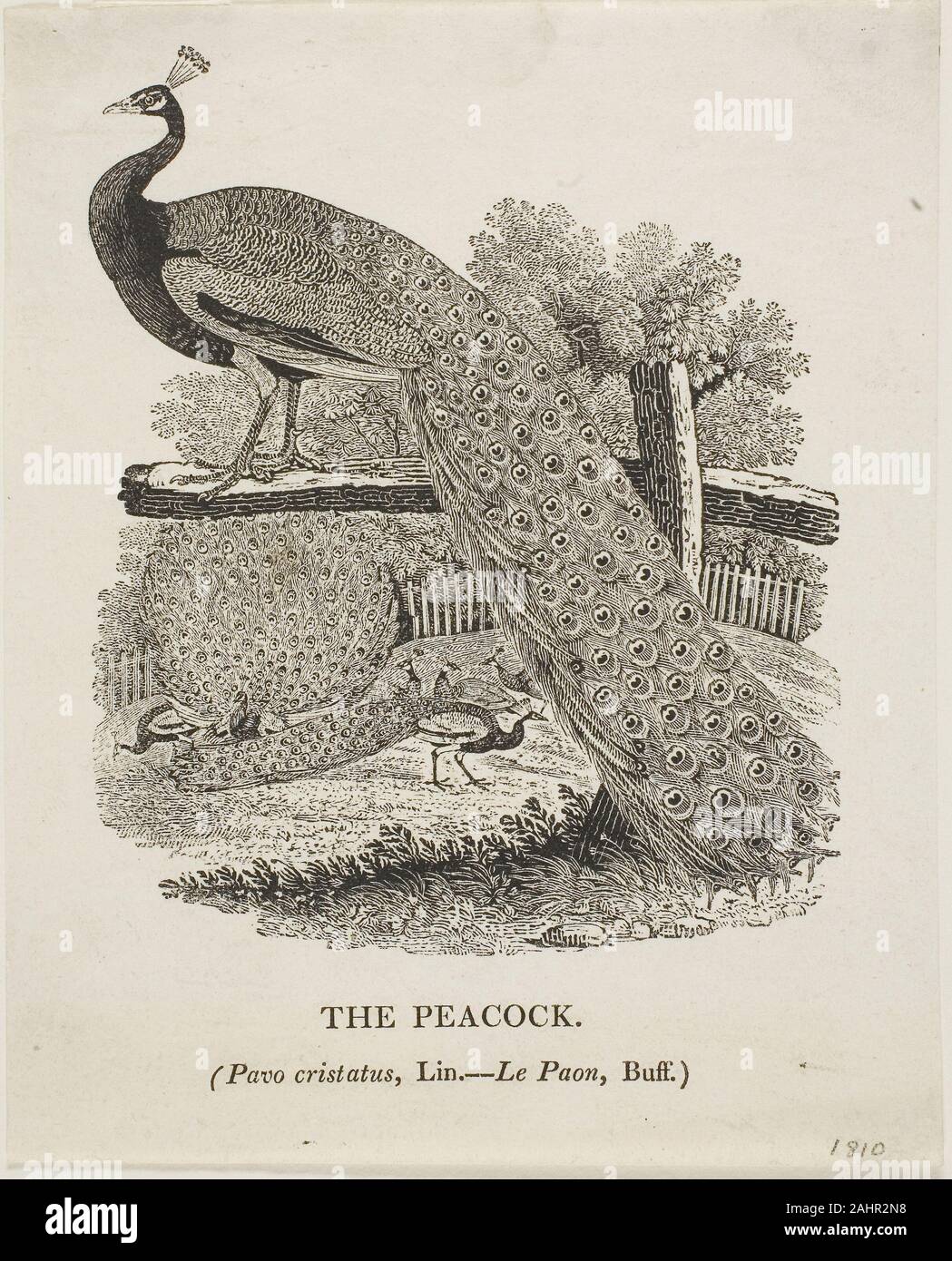 Thomas bewick peacock hi-res stock photography and images - Alamy
