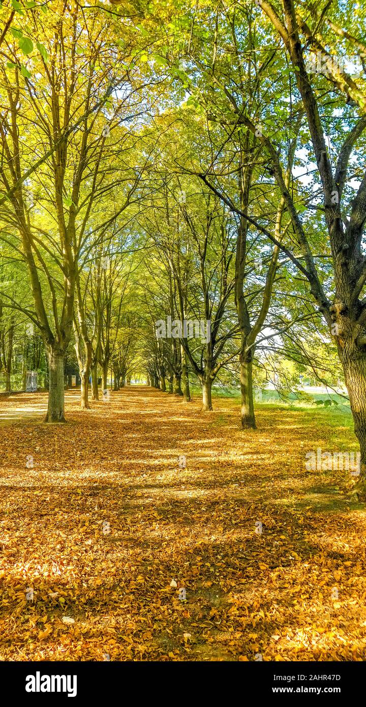 Fall beauty, weather and seasons concept - Autumn nature scene ...