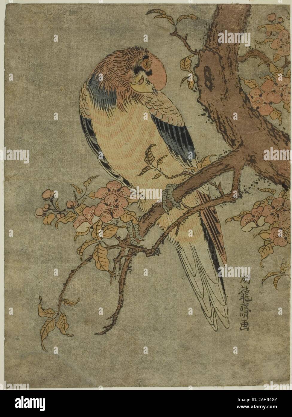 Isoda Koryusai. Parrot on Quince Tree. 1765–1775. Japan. Color ...