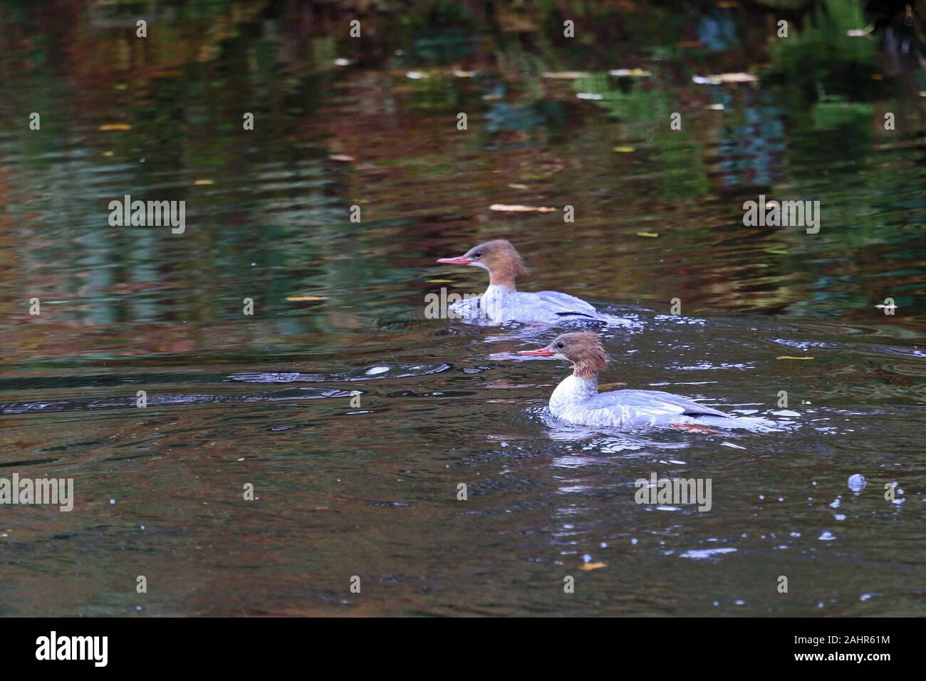 Goosanders hi-res stock photography and images - Alamy